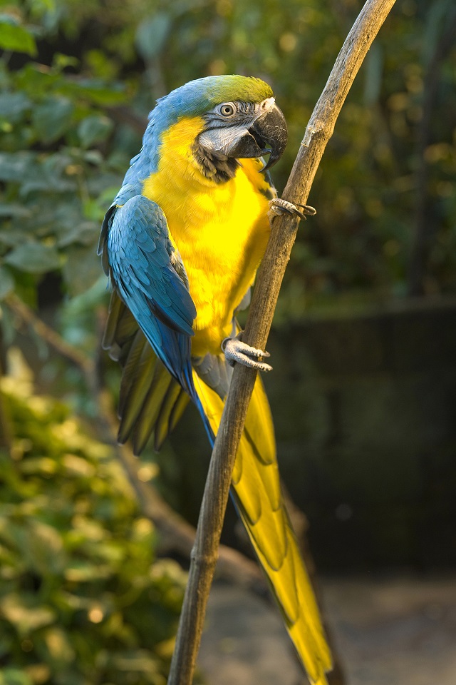 Poveste incredibilă! Un papagal vorbitor, dispărut de patru ani, s-a ...