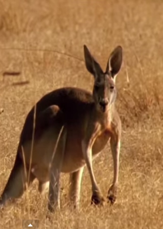 ÎNTREBAREA ZILEI - MARŢI: Câte vagine are femela cangur? | Actualitate ...