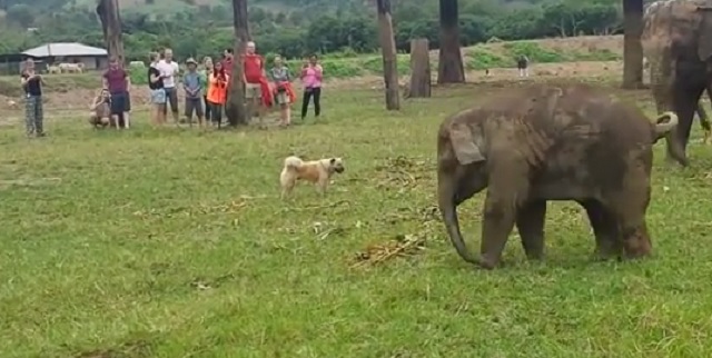 VIDEO / Ce se întâmplă când un pui de elefant interacţionează cu un ...