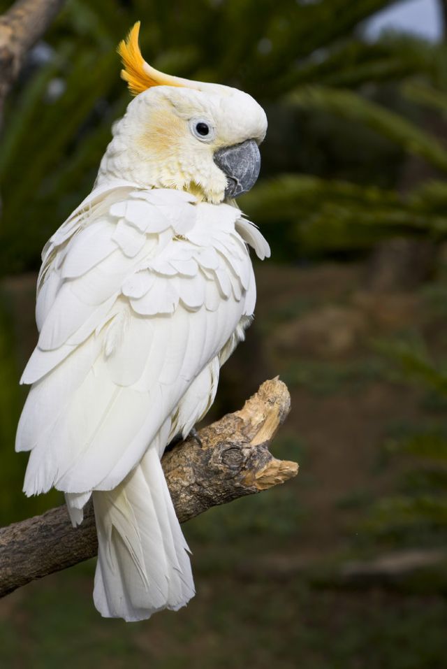 FOTO / Imagini înspăimântătoare! Cum arată un papagal care suferă de ...