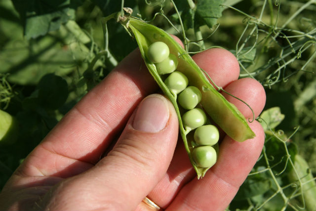 Tot ce nu ştiai despre mazăre! Reduce colesterolul şi combate oboseala ...