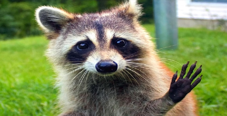 Este incredibil dar şi ratonii trag la măsea! Vezi ce a făcut o grupare ...