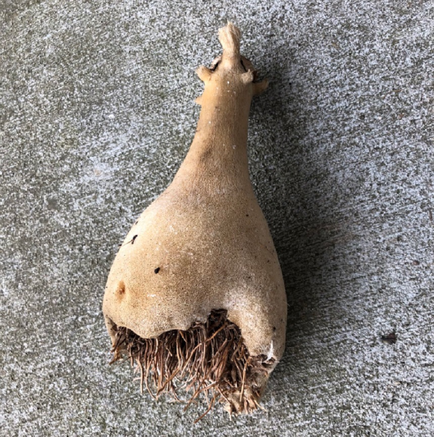 FOTO / O femeie a găsit o “rădăcină blestemată” pe pragul ușii. Este de ...