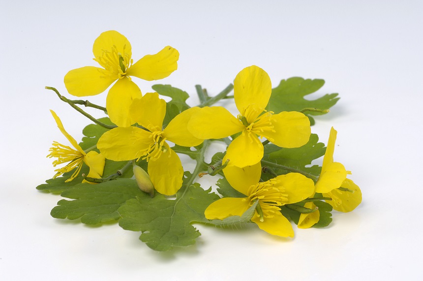 Beneficiile uimitoare ale cremei de rostopască. Te costă doar câțiva ...